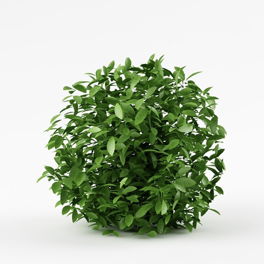 3d Model Bush