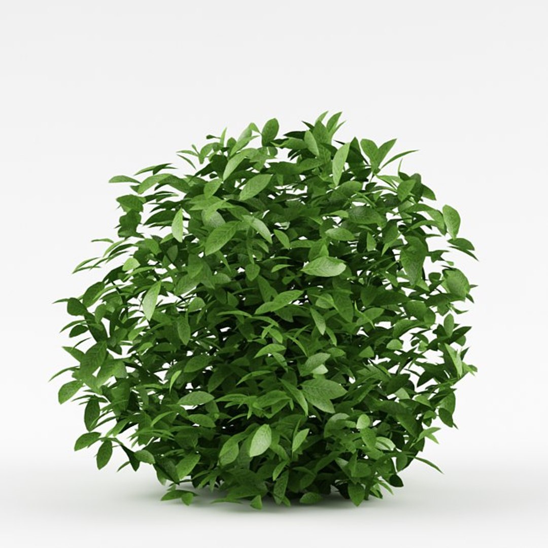 3d Model Bush