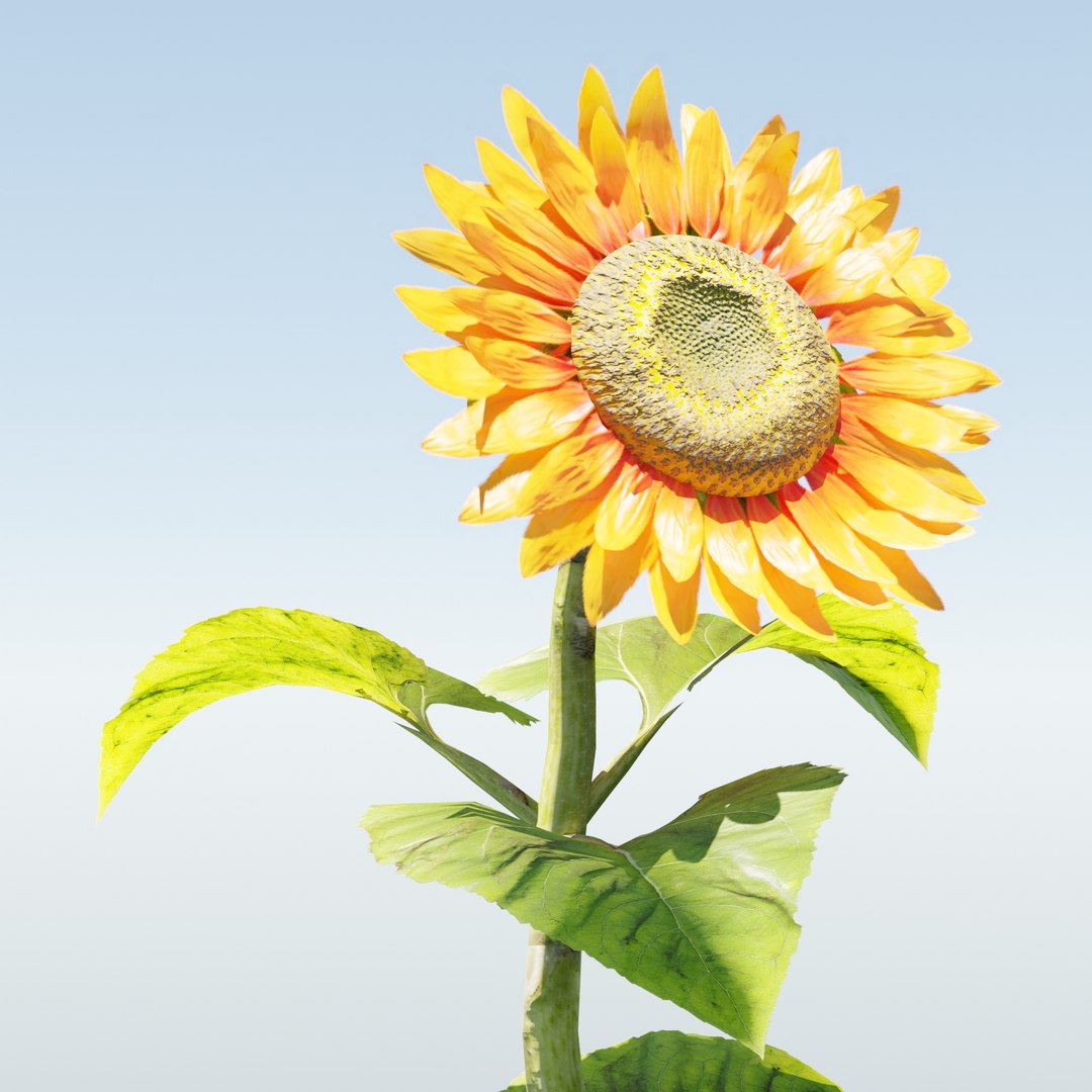 Sunflowers Vol 151-Blender Model - TurboSquid 2150066