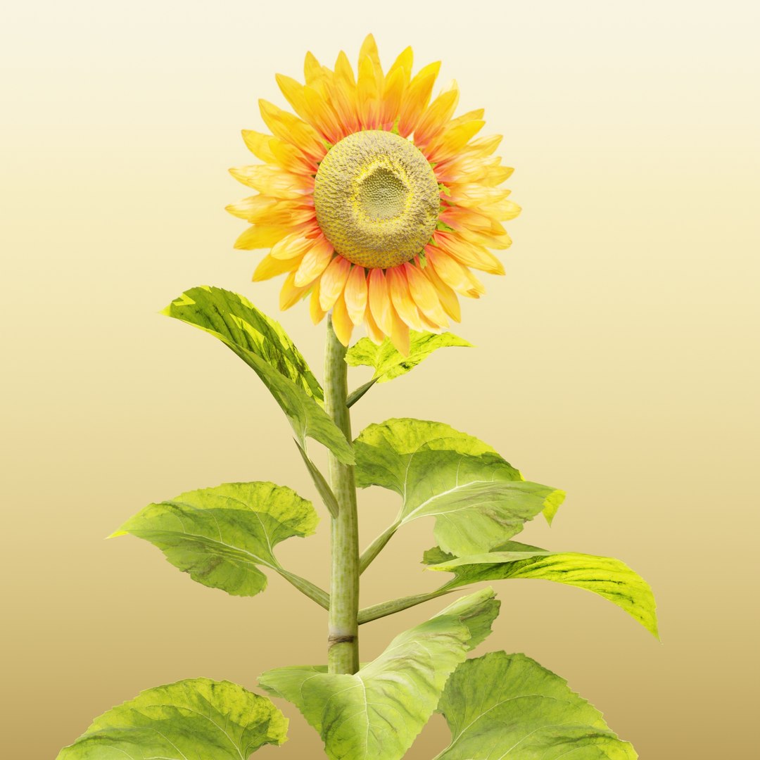 Sunflowers Vol 151-Blender Model - TurboSquid 2150066