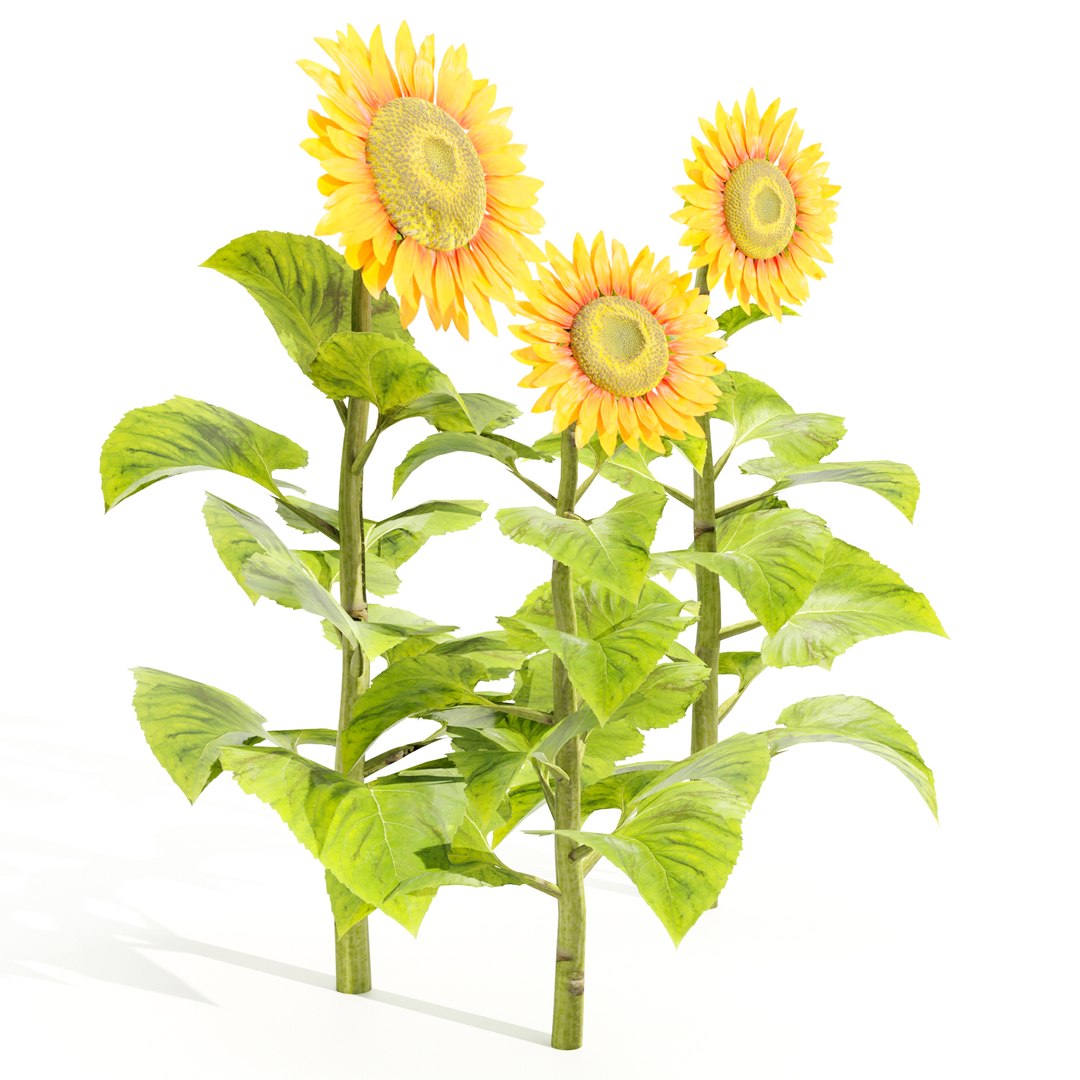 Sunflowers Vol 151-Blender Model - TurboSquid 2150066