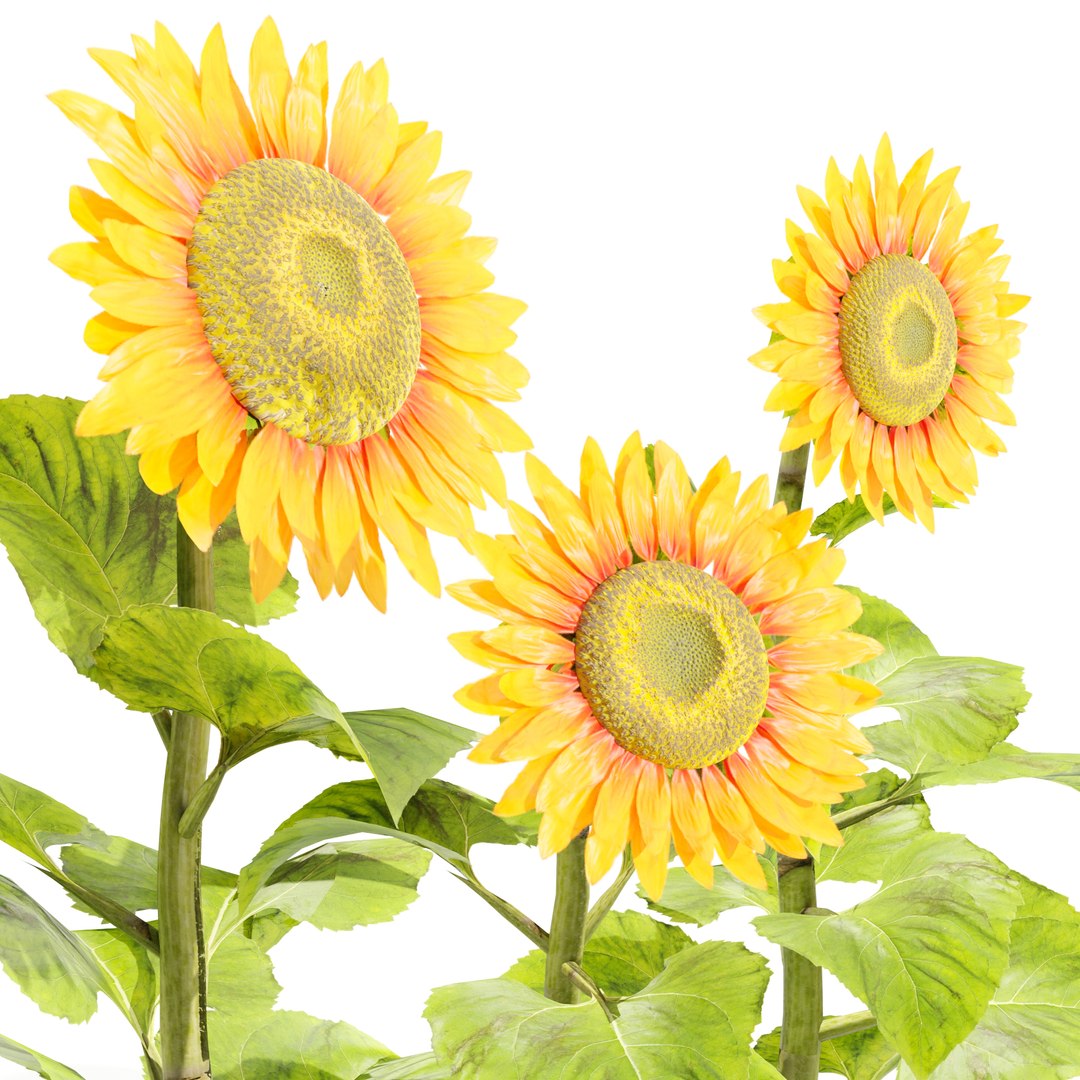 Sunflowers Vol 151-Blender Model - TurboSquid 2150066