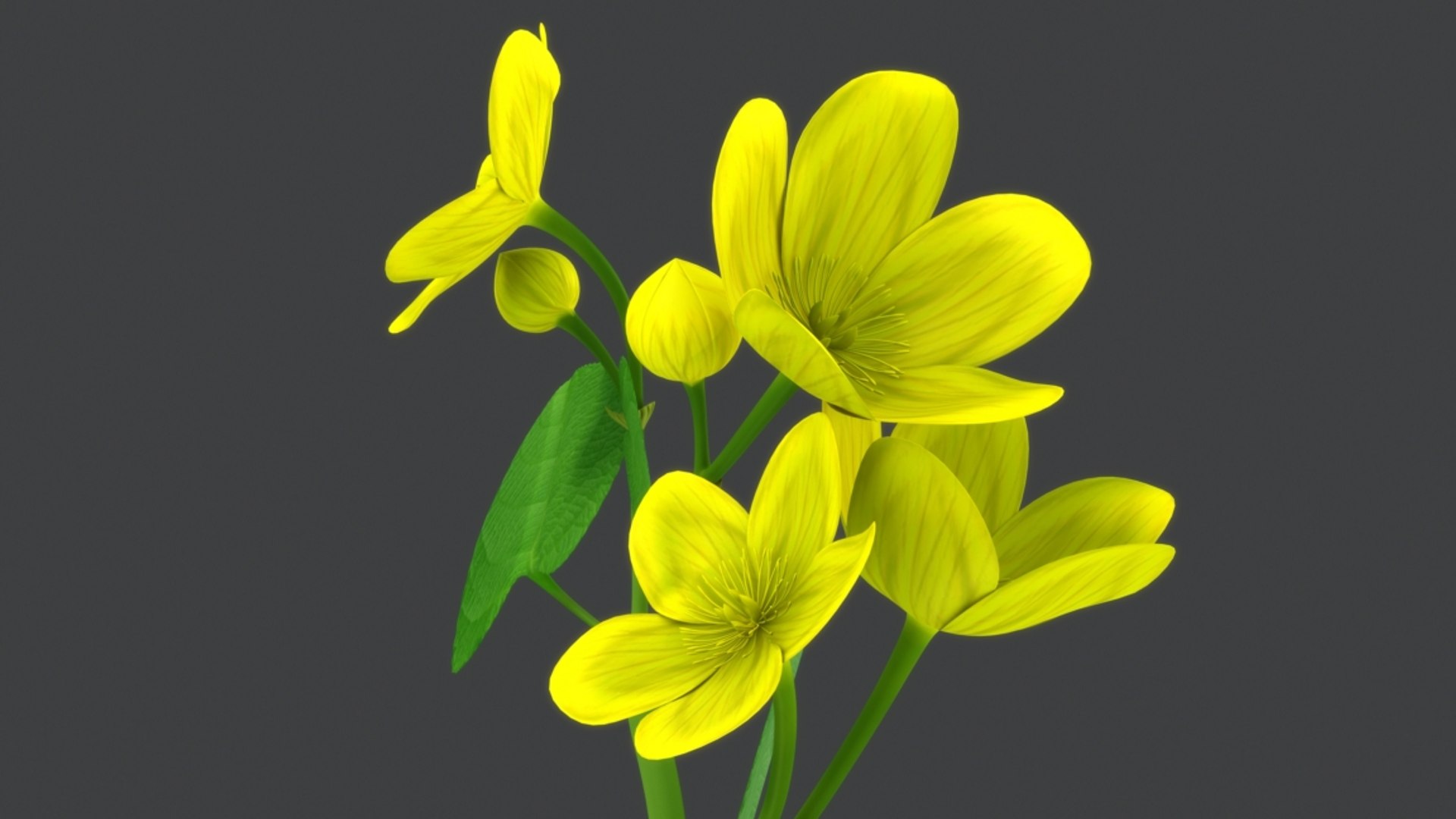 Polypetalae Plants Model - TurboSquid 1238406