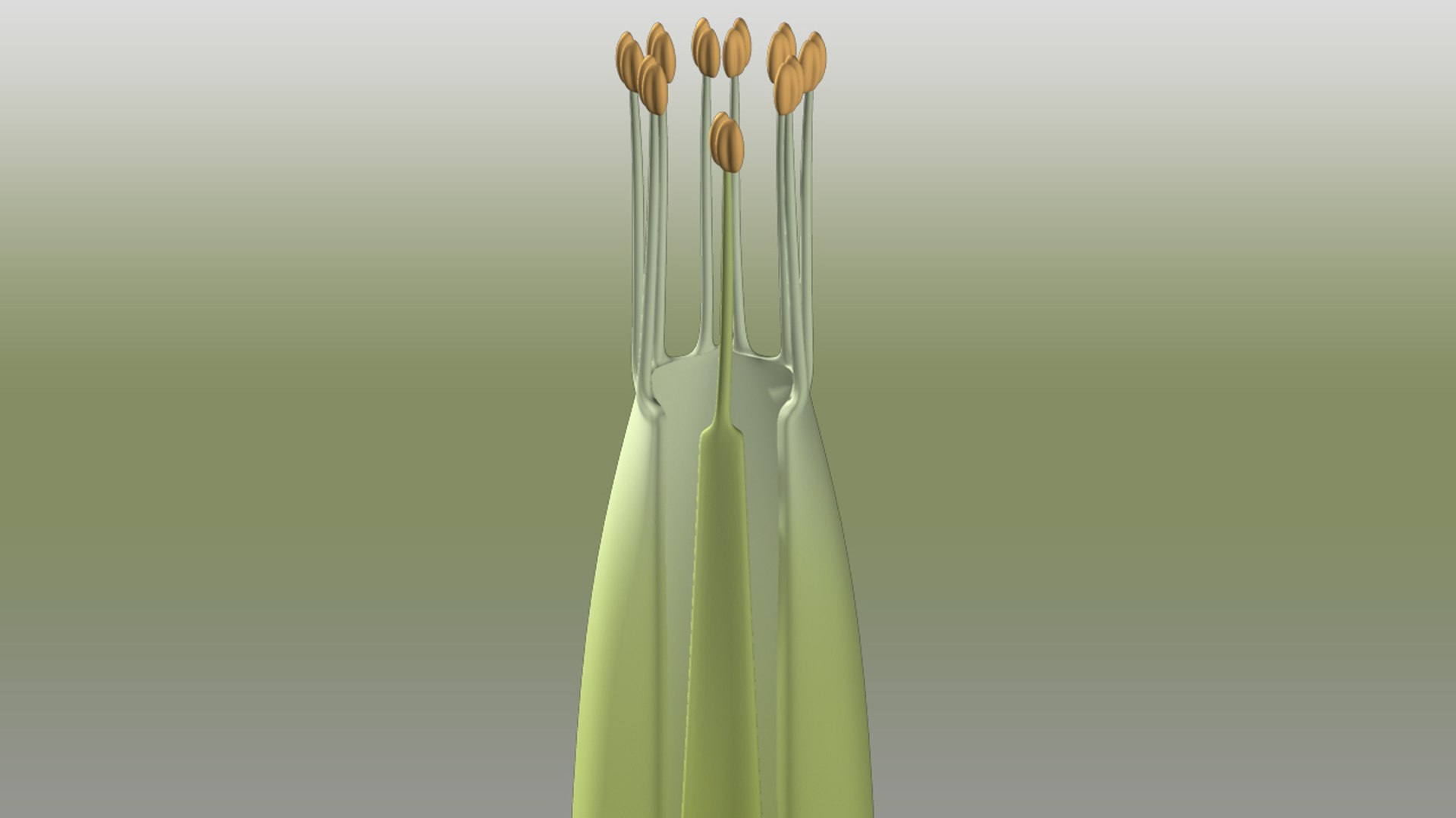 3d Cohesion Stamens Model