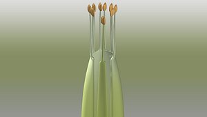 3D Stamen Models - Browse & Download Formats - TurboSquid