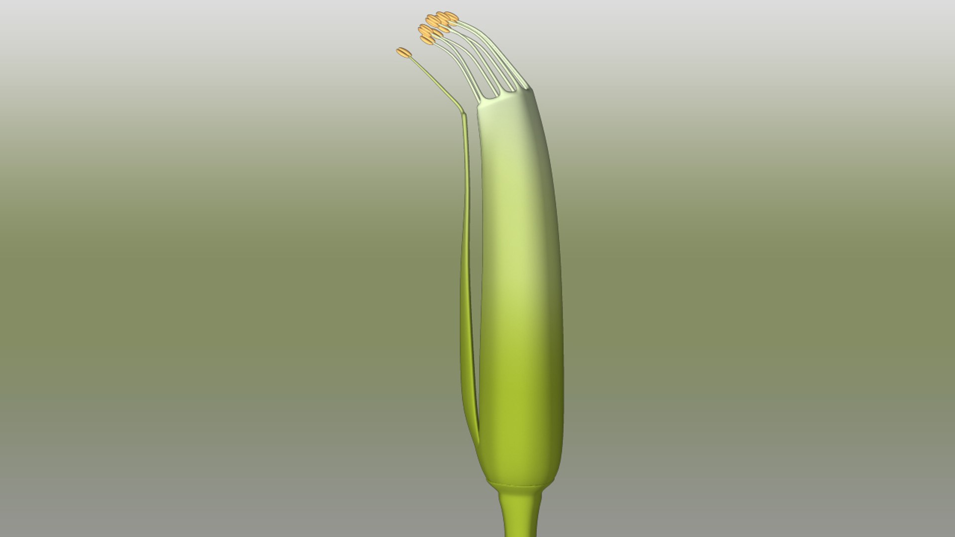 3d Cohesion Stamens Model