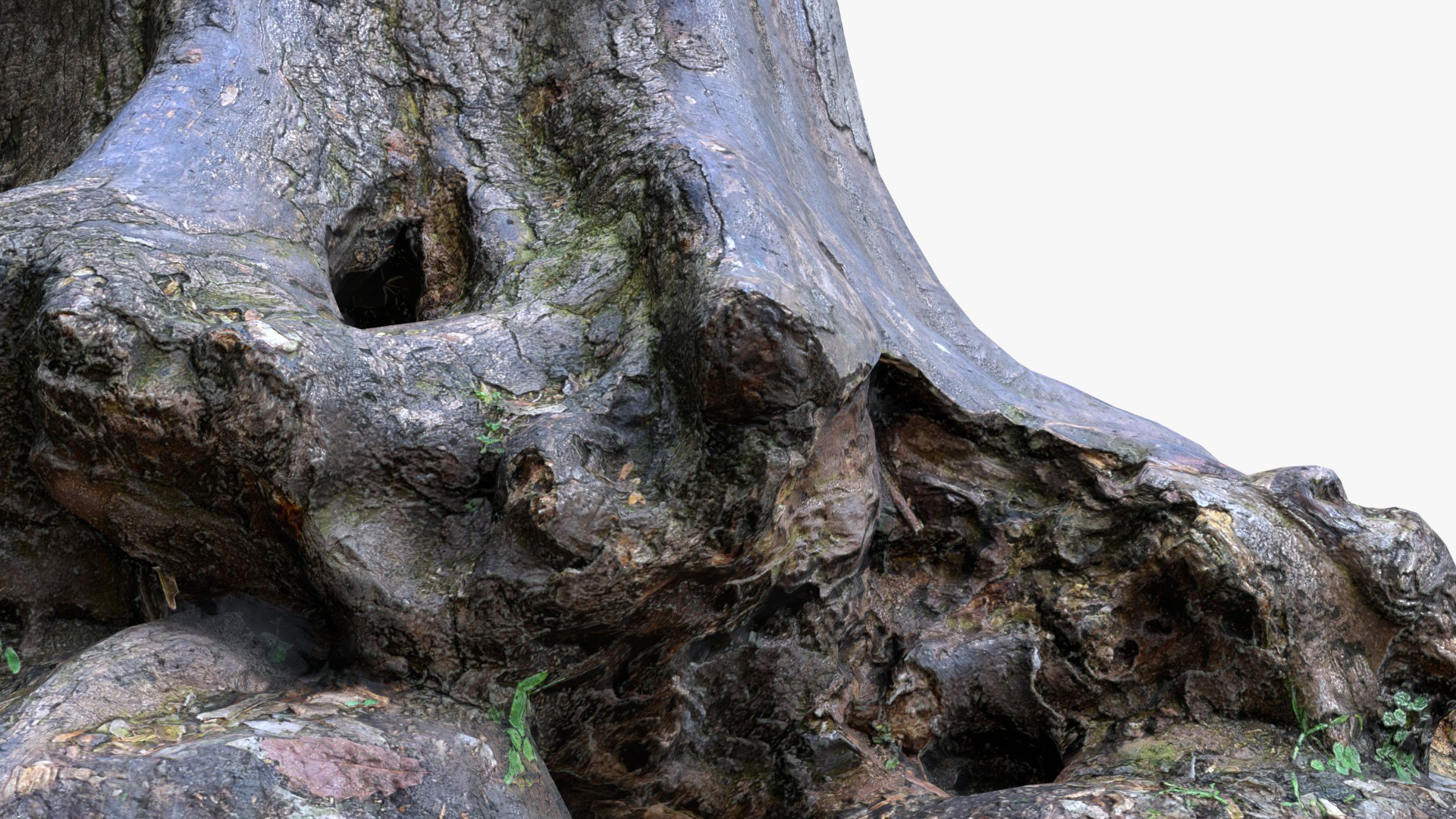 3D Big Old Tree Stump - Game Asset Model - TurboSquid 1847897