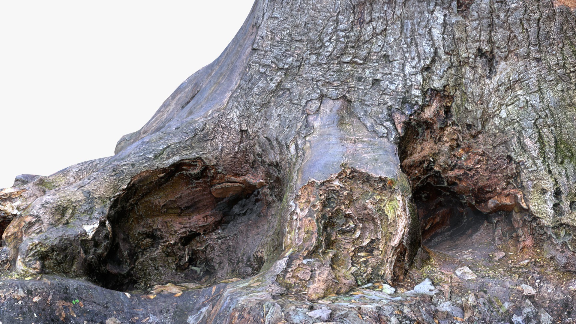 3D Big Old Tree Stump - Game Asset Model - TurboSquid 1847897