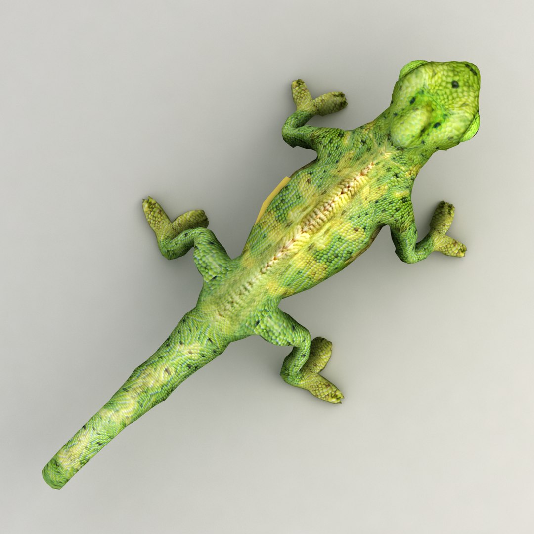 Chameleon Animation Max