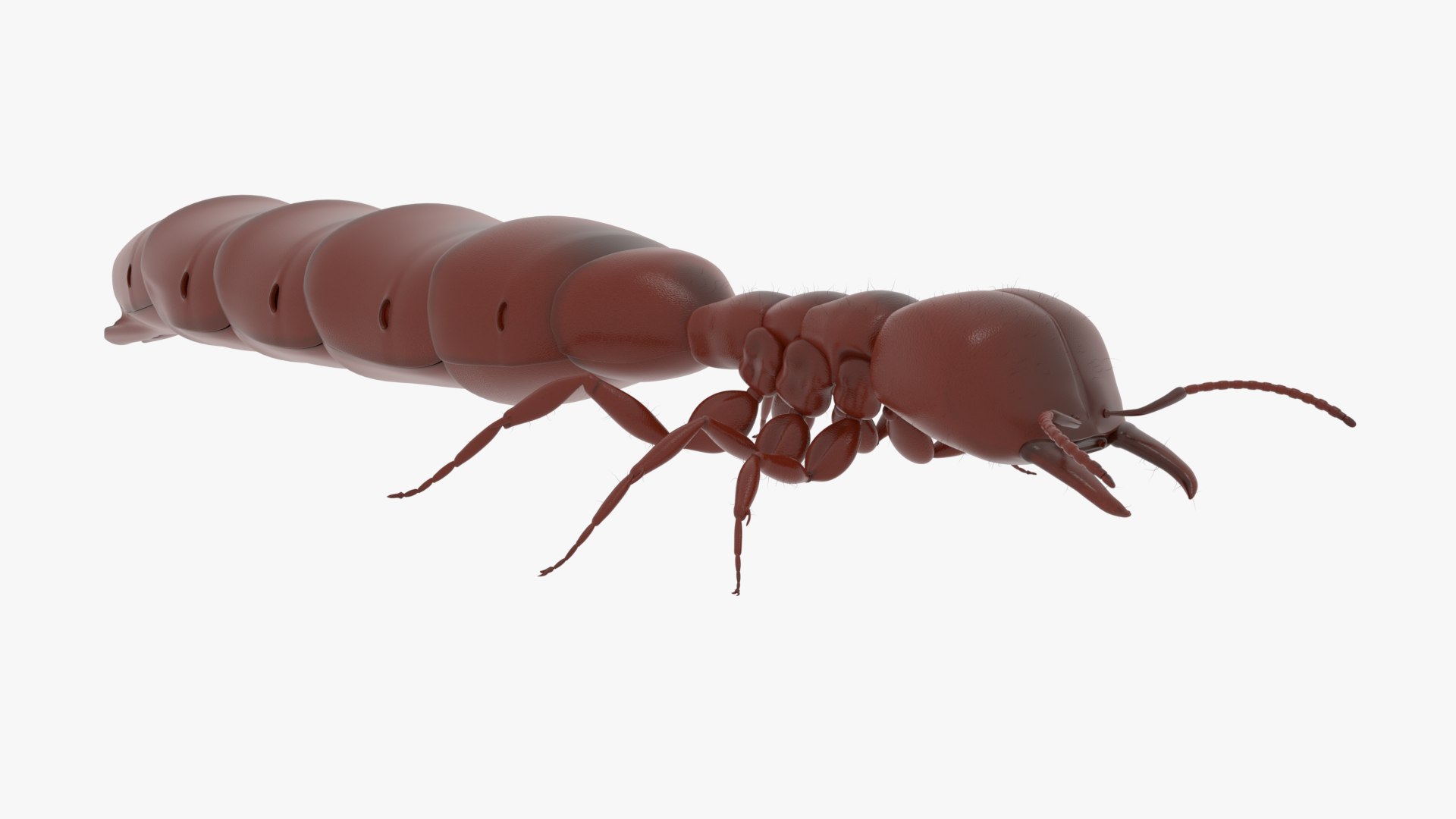 3D Model African Driver Ant Queen - TurboSquid 1837931