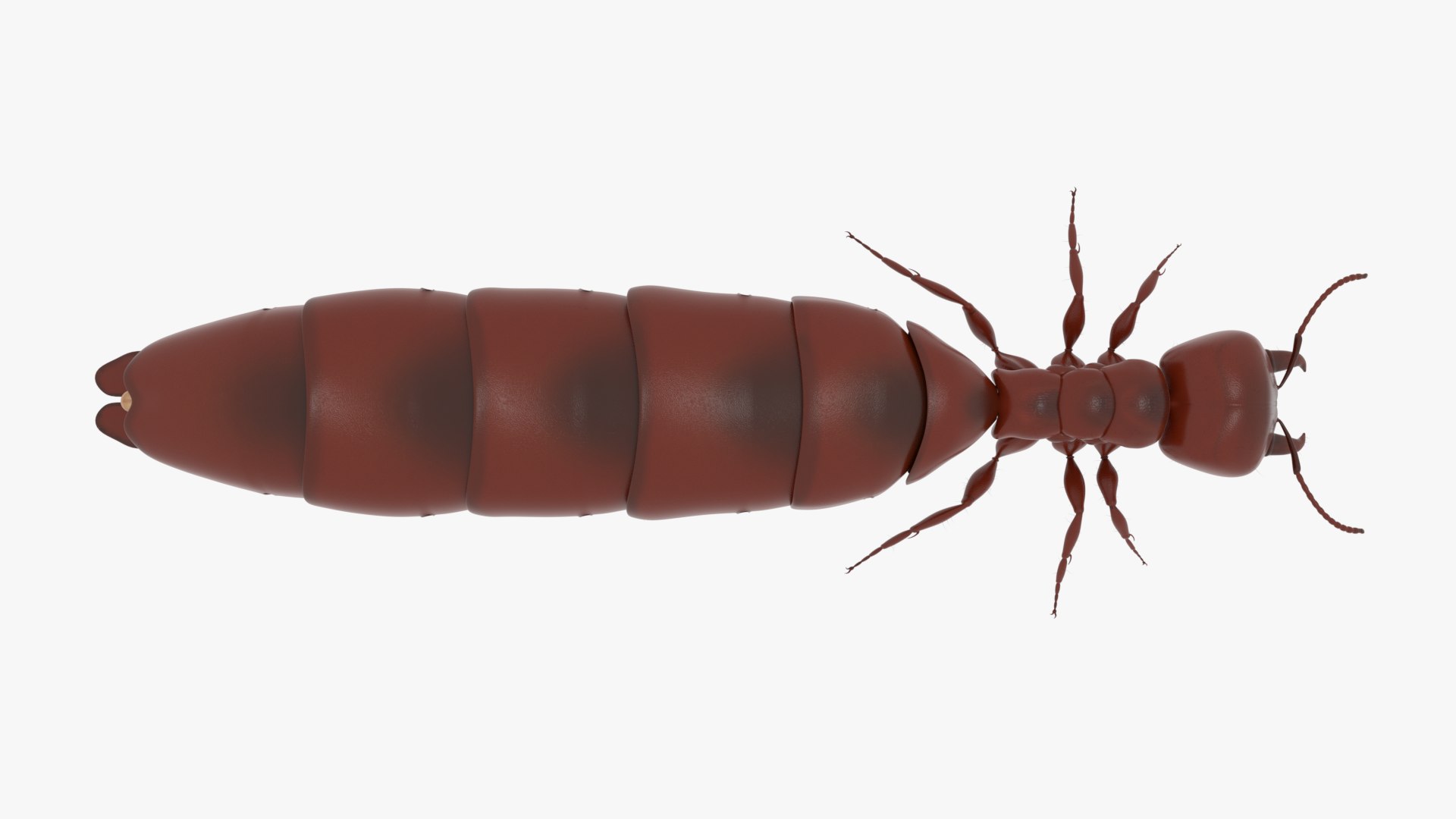 3D Model African Driver Ant Queen - TurboSquid 1837931