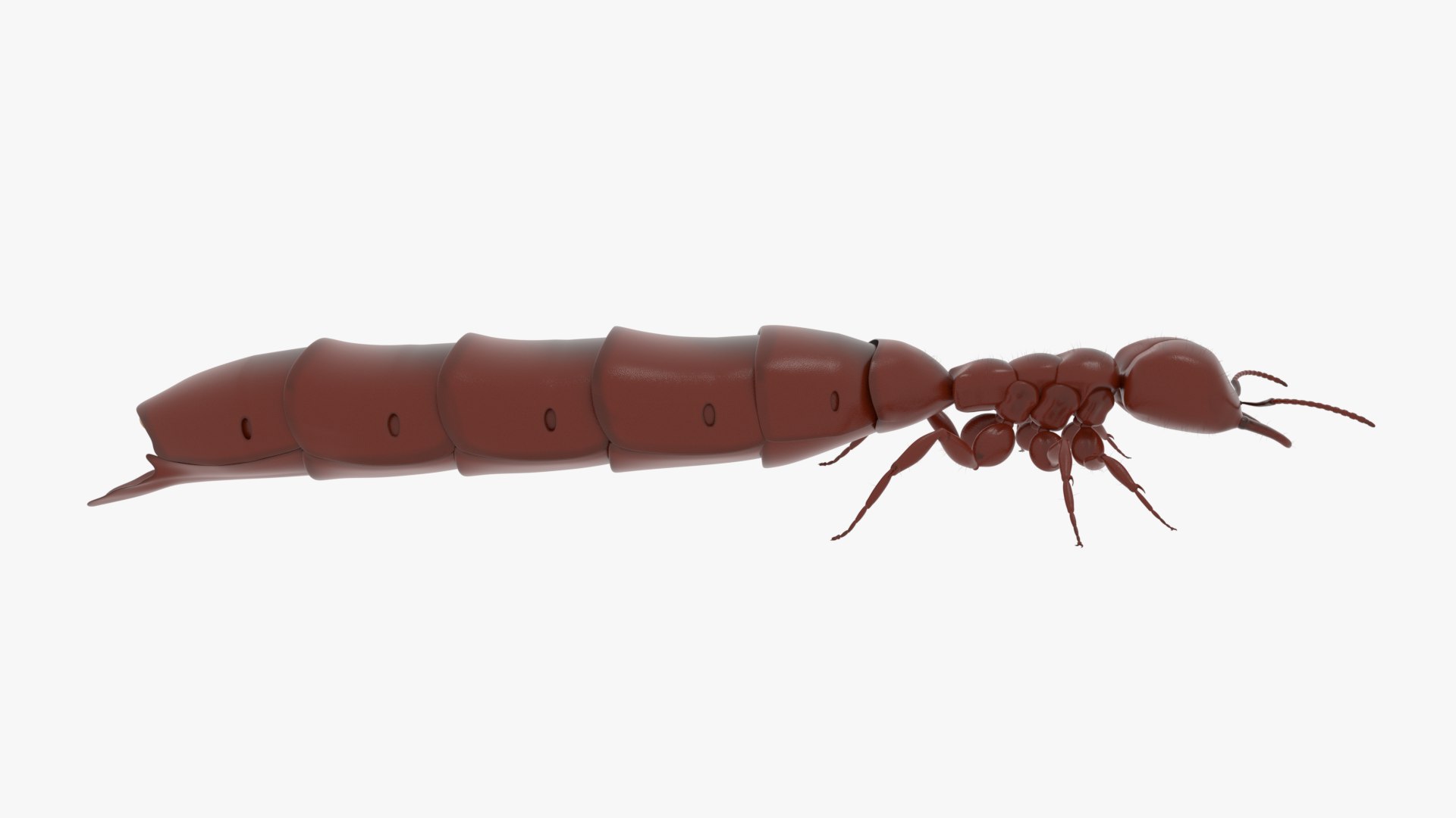 3D model African Driver Ant Queen - TurboSquid 1837931