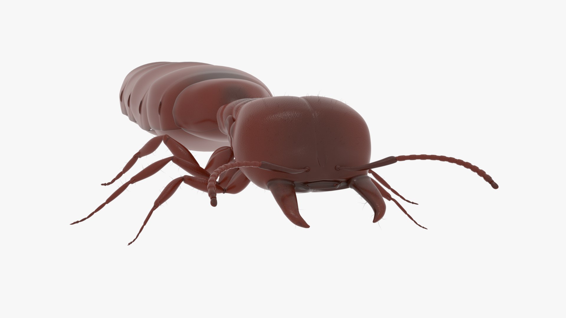 3D Model African Driver Ant Queen - TurboSquid 1837931
