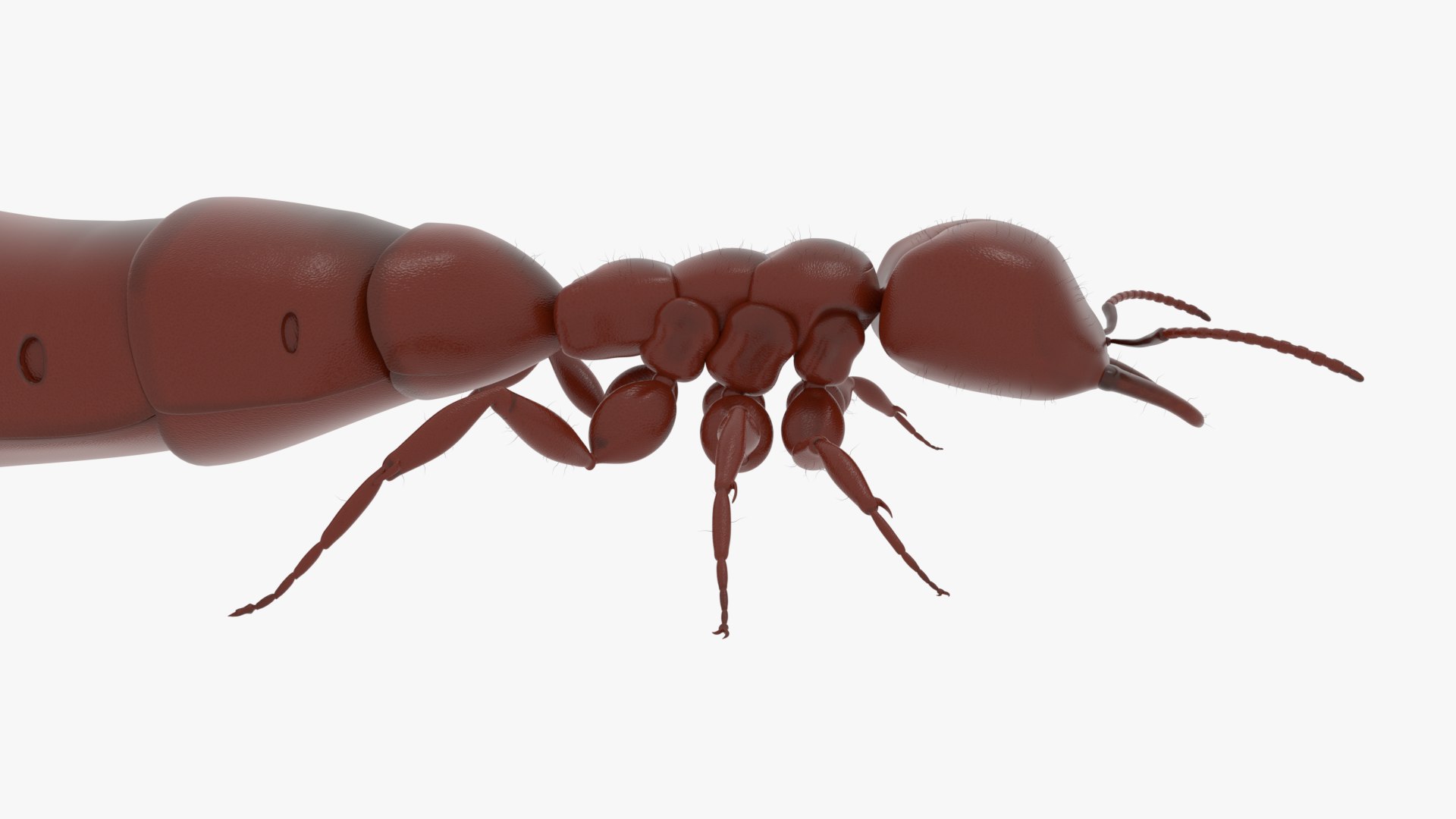 3D Model African Driver Ant Queen - TurboSquid 1837931