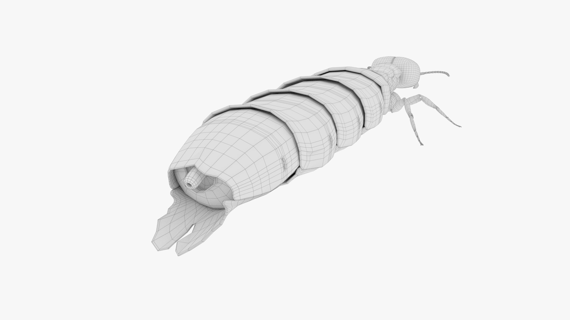 3D model African Driver Ant Queen - TurboSquid 1837931