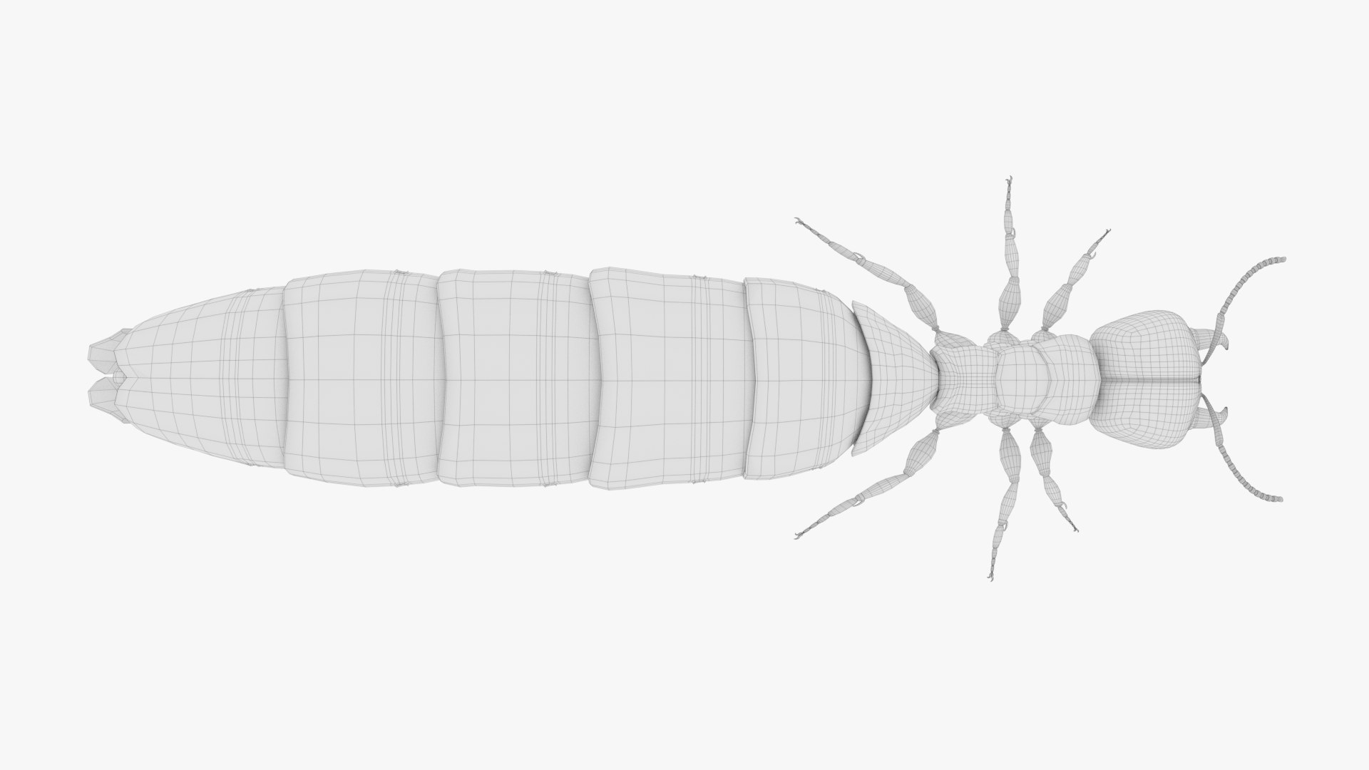 3D model African Driver Ant Queen - TurboSquid 1837931