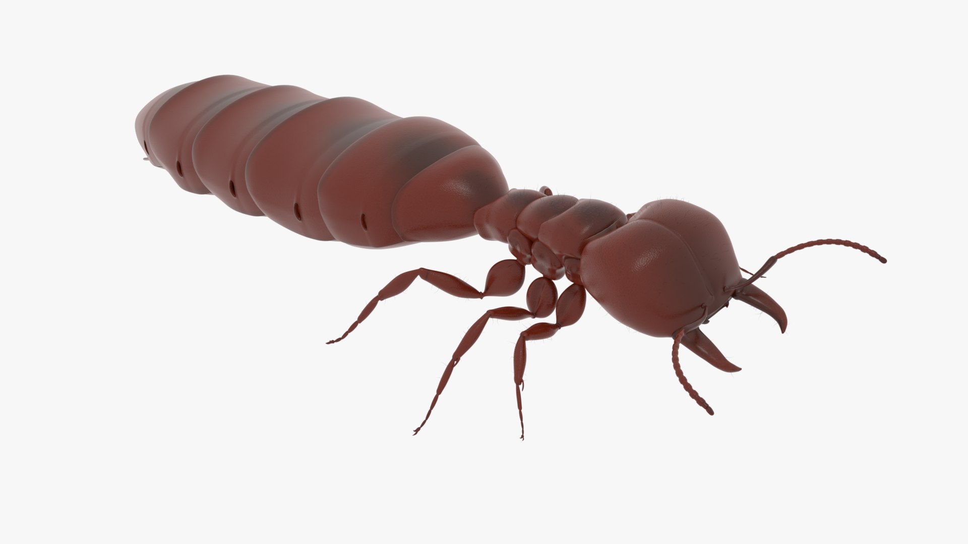 3D Model African Driver Ant Queen - TurboSquid 1837931