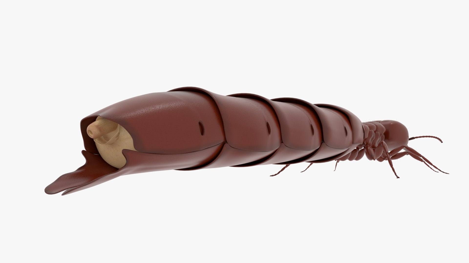 3D Model African Driver Ant Queen - TurboSquid 1837931