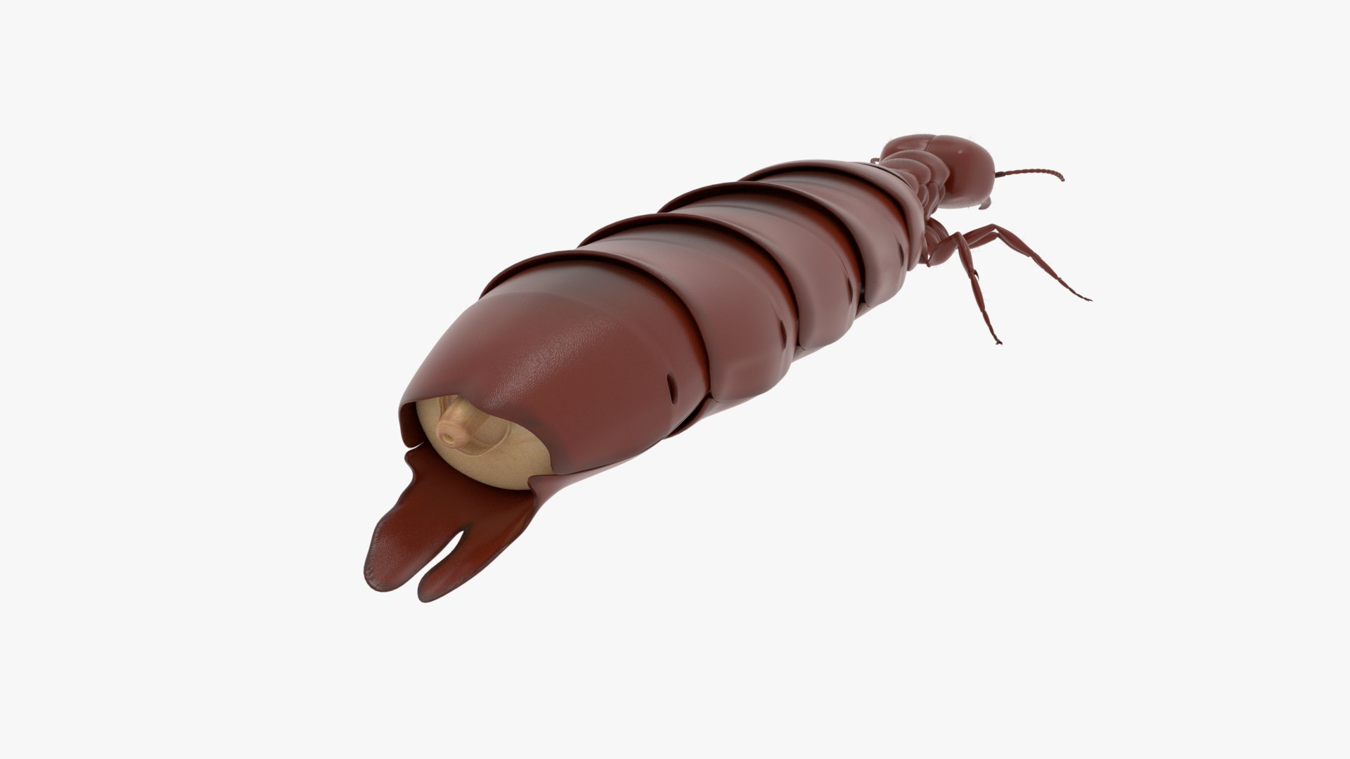 3D Model African Driver Ant Queen - TurboSquid 1837931