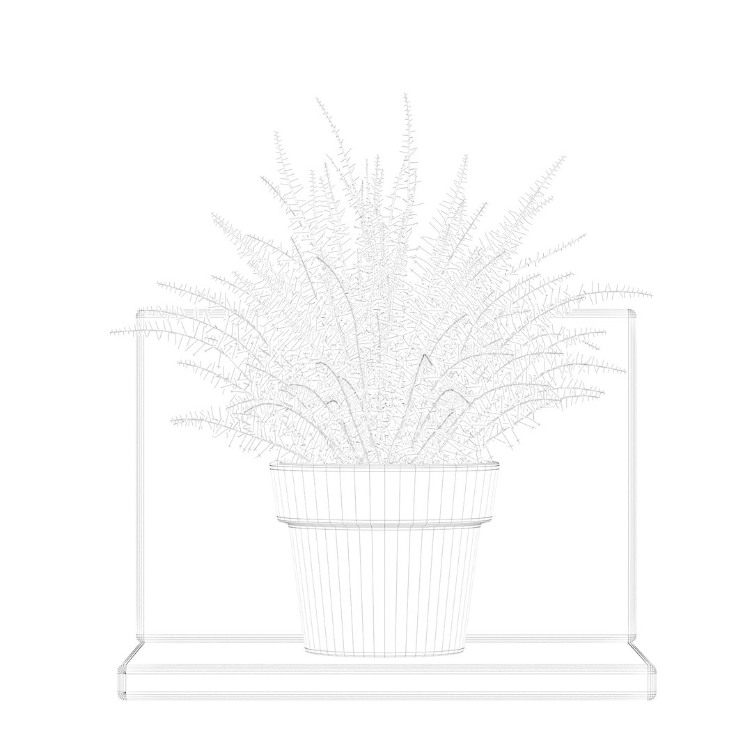 Fern Indoor Plant 3D Model - TurboSquid 1876505