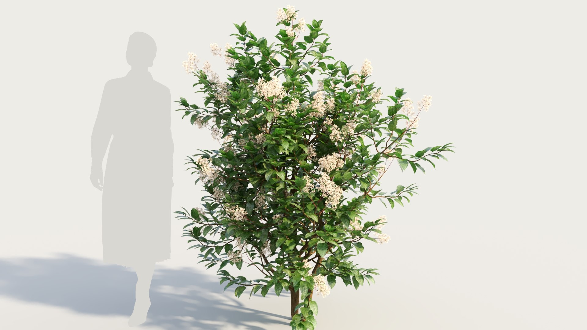 3D Ceanothus Americanus C Model - TurboSquid 2184662