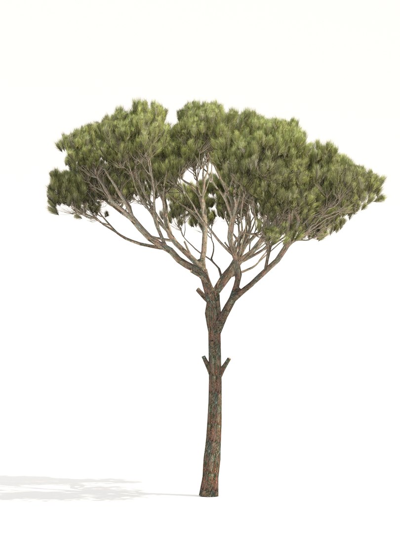 Pine parasol tree 3D model - TurboSquid 1171005