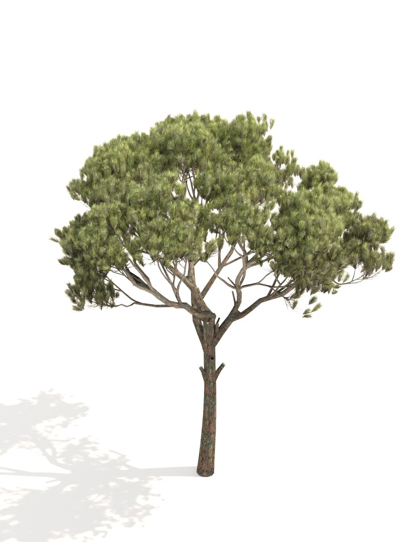 Pine parasol tree 3D model - TurboSquid 1171005