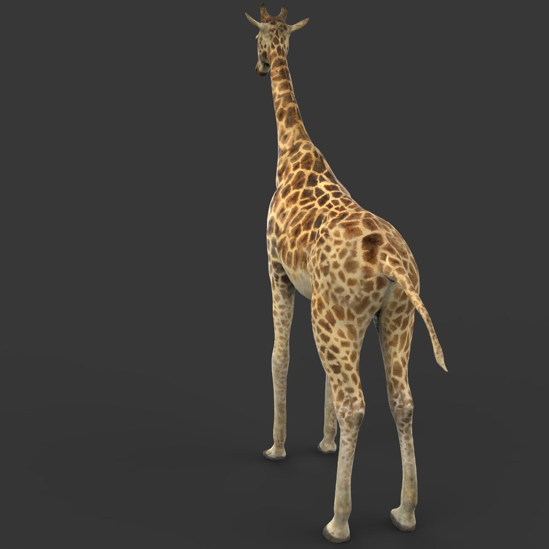 giraffe 3d model