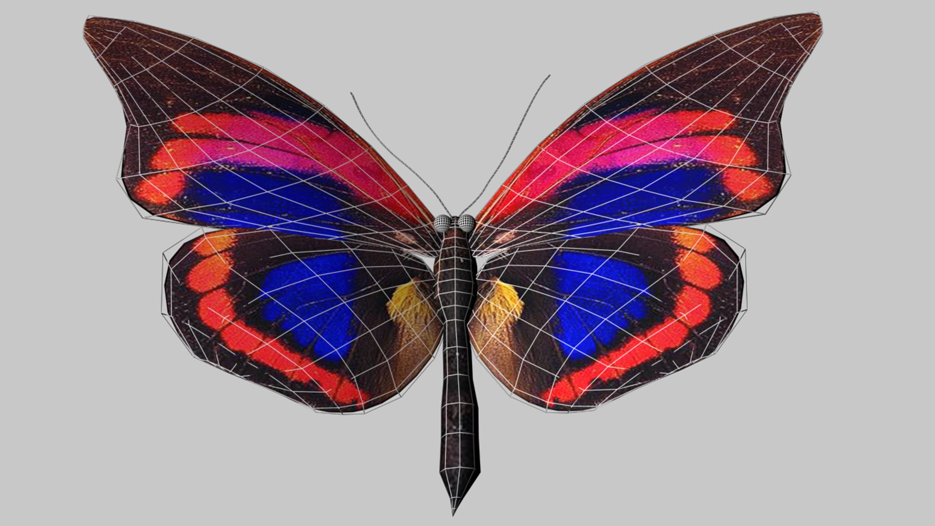 Colorful Butterflies 3d Model