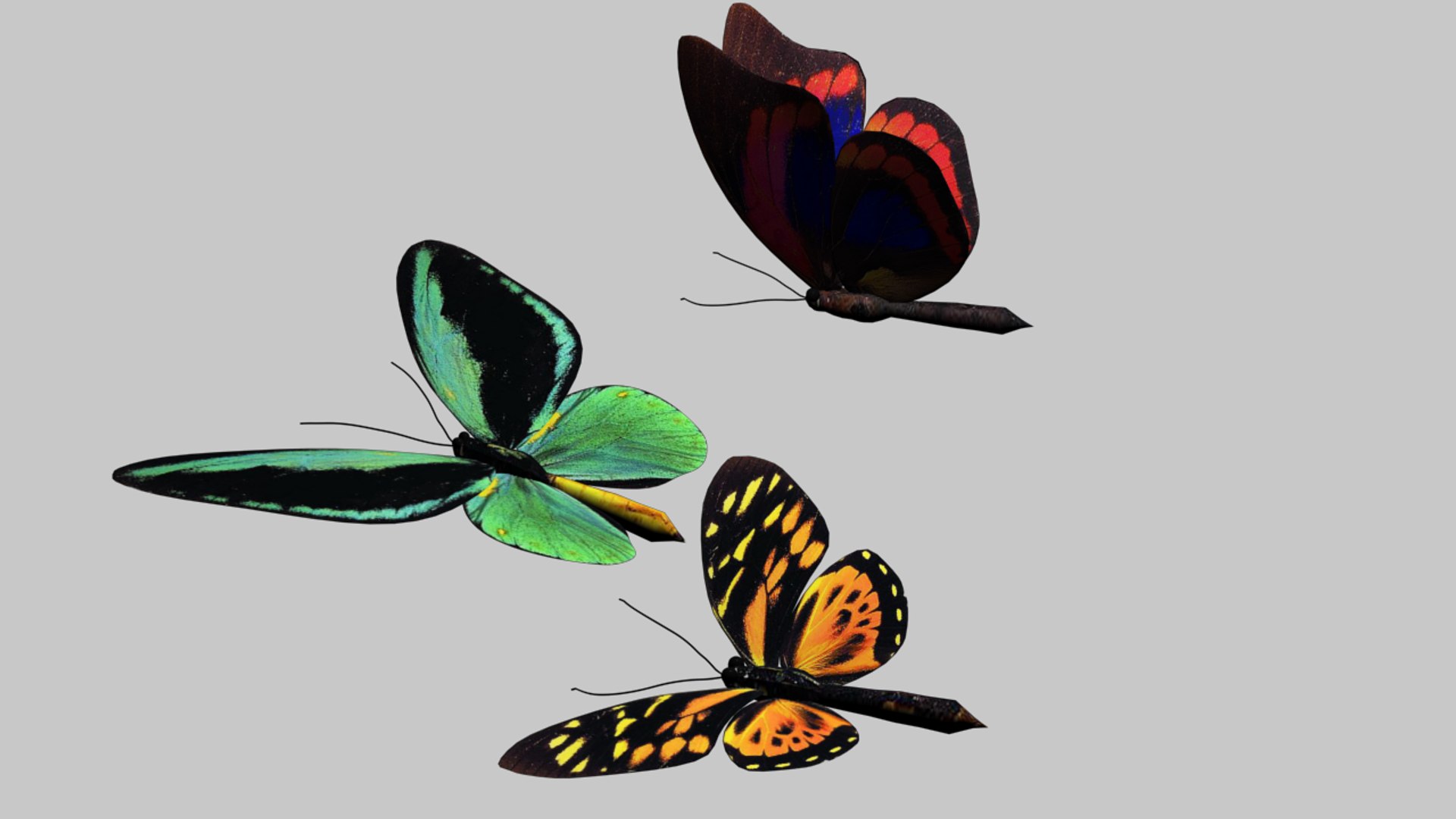Colorful Butterflies 3d Model