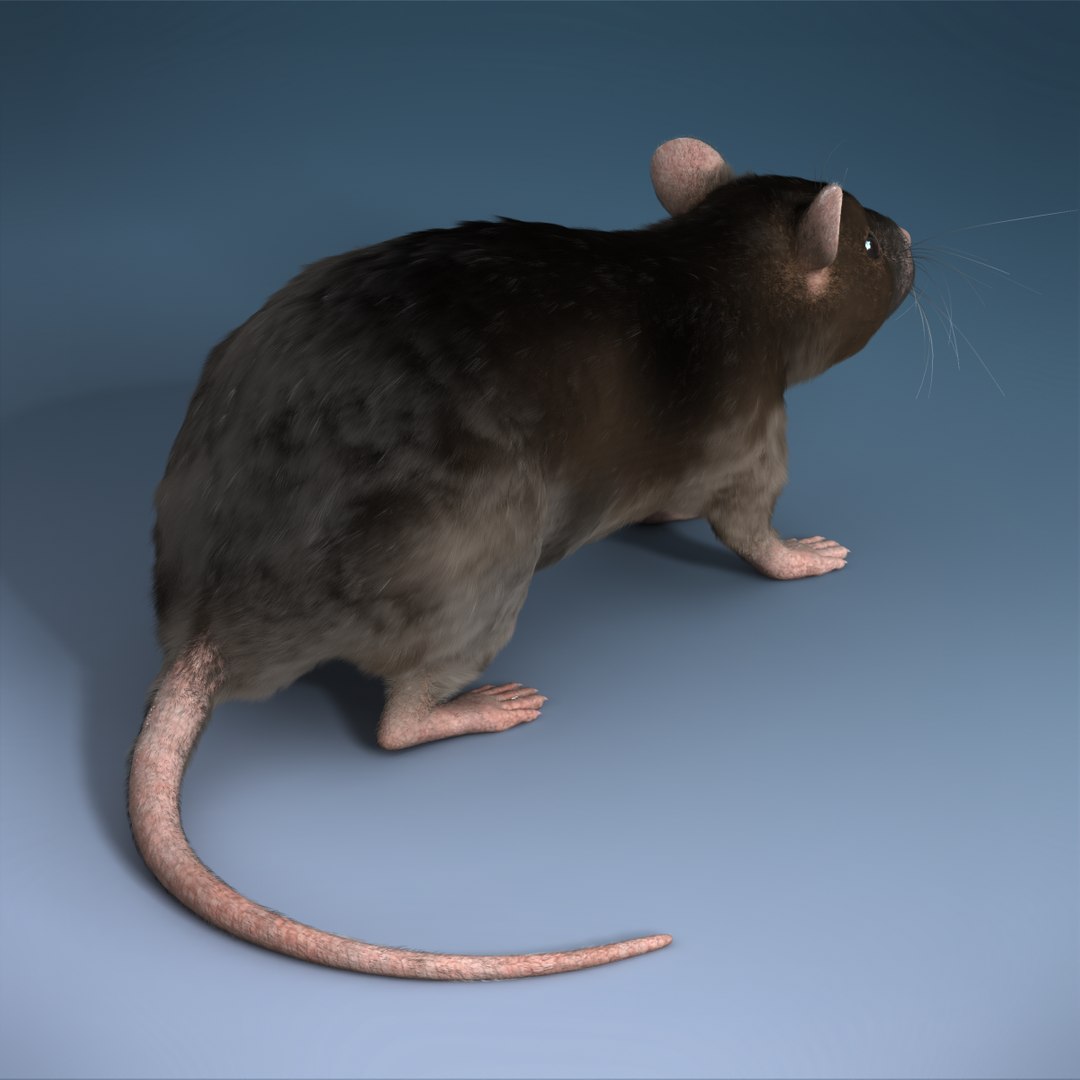 Rat Rigged Max