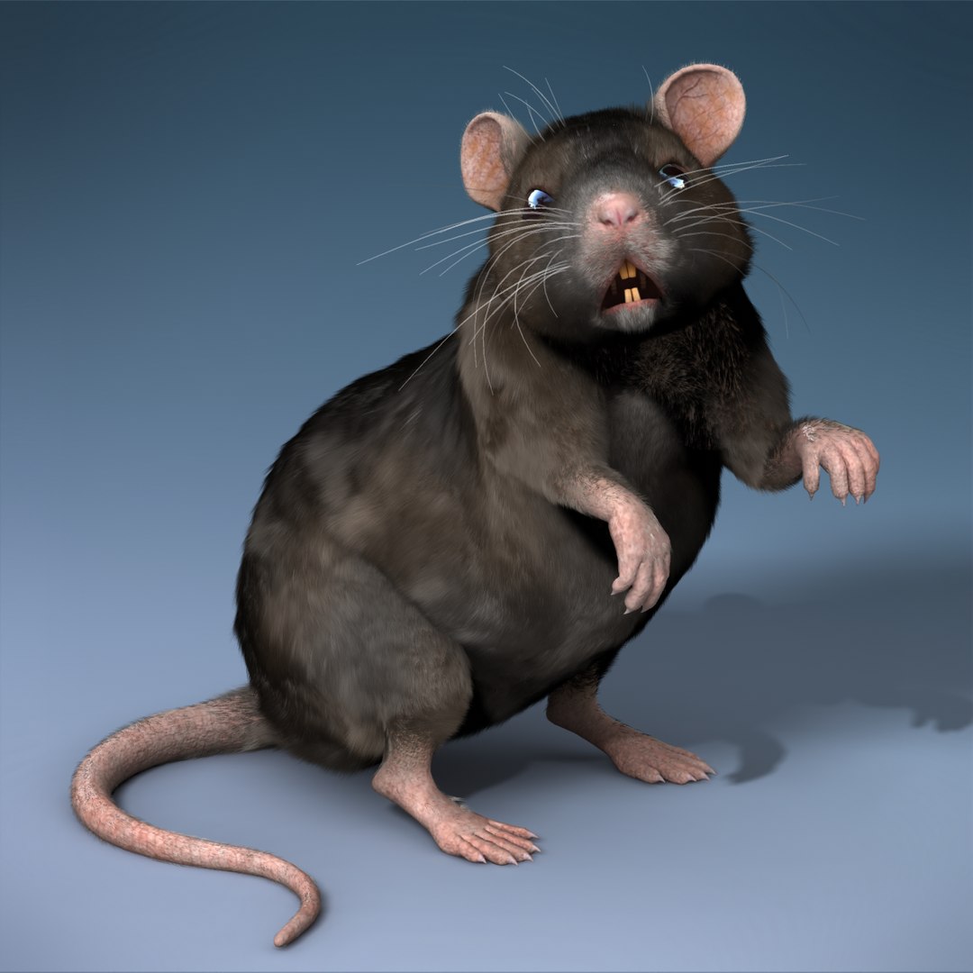 Rat Rigged Max