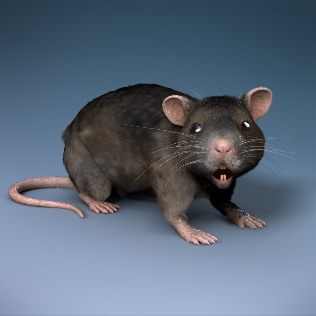 Rat Rigged Max