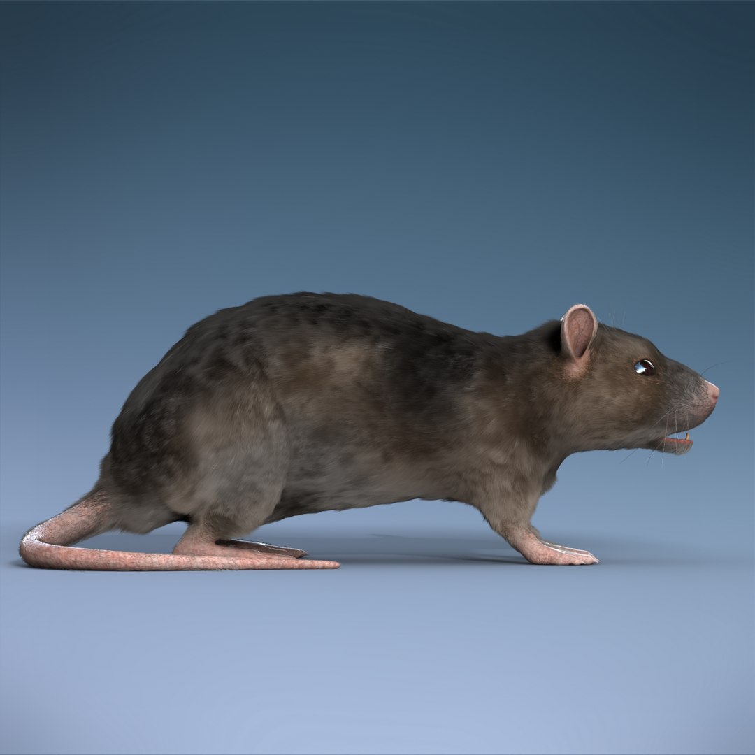 Rat Rigged Max
