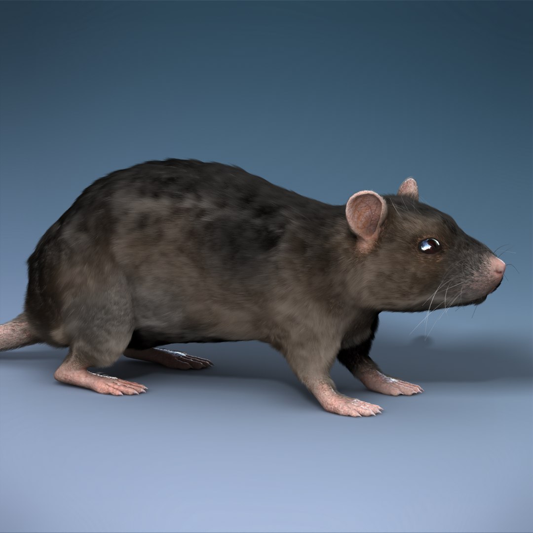 Rat Rigged Max