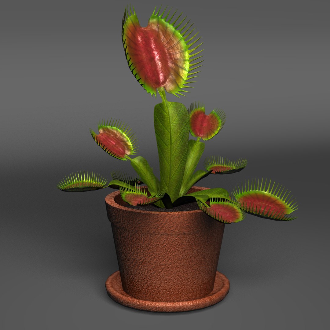 3d Model Venus Fly Trap