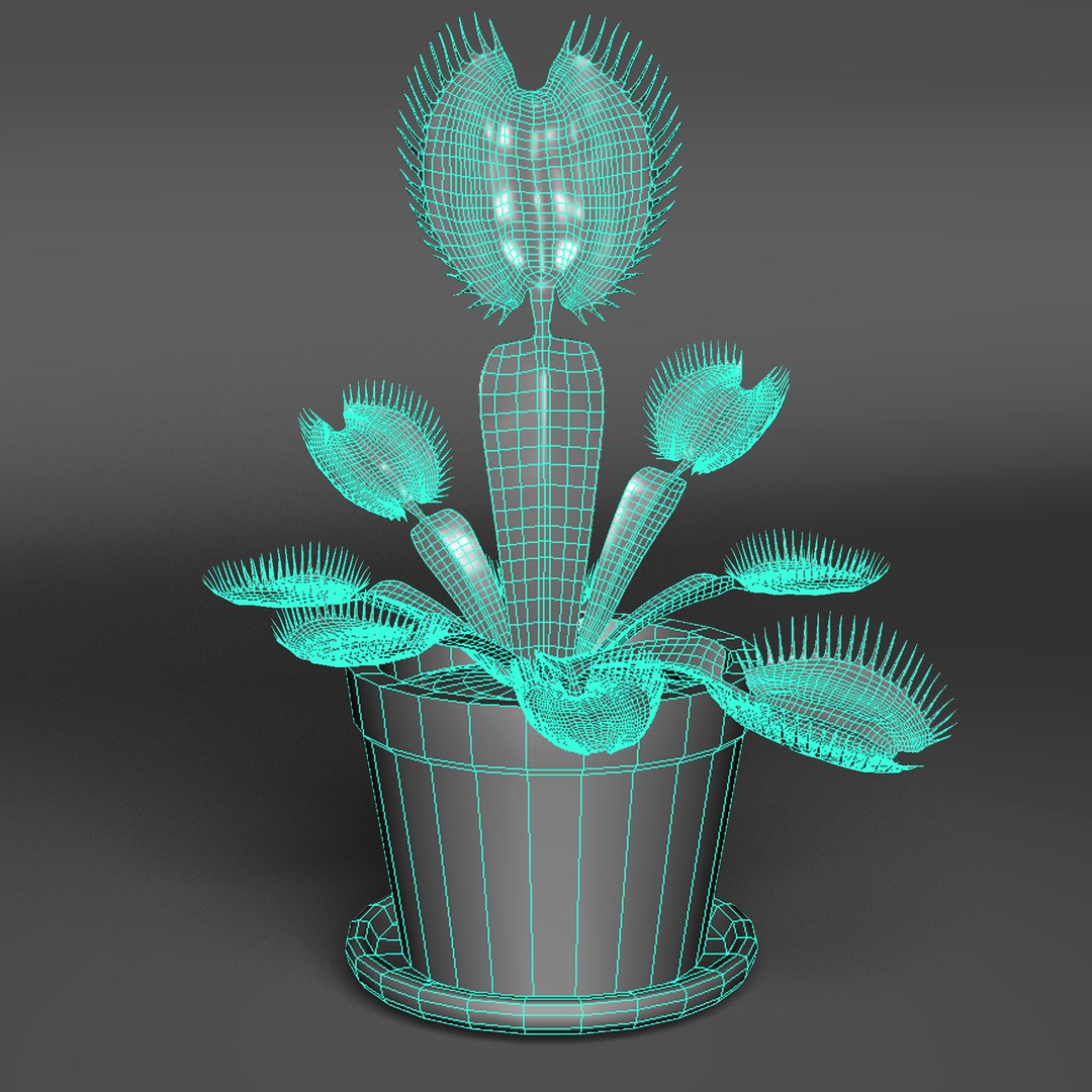 3d Model Venus Fly Trap