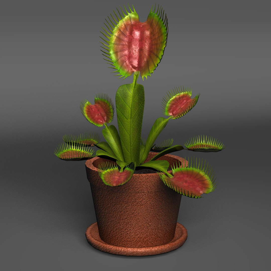 3d Model Venus Fly Trap