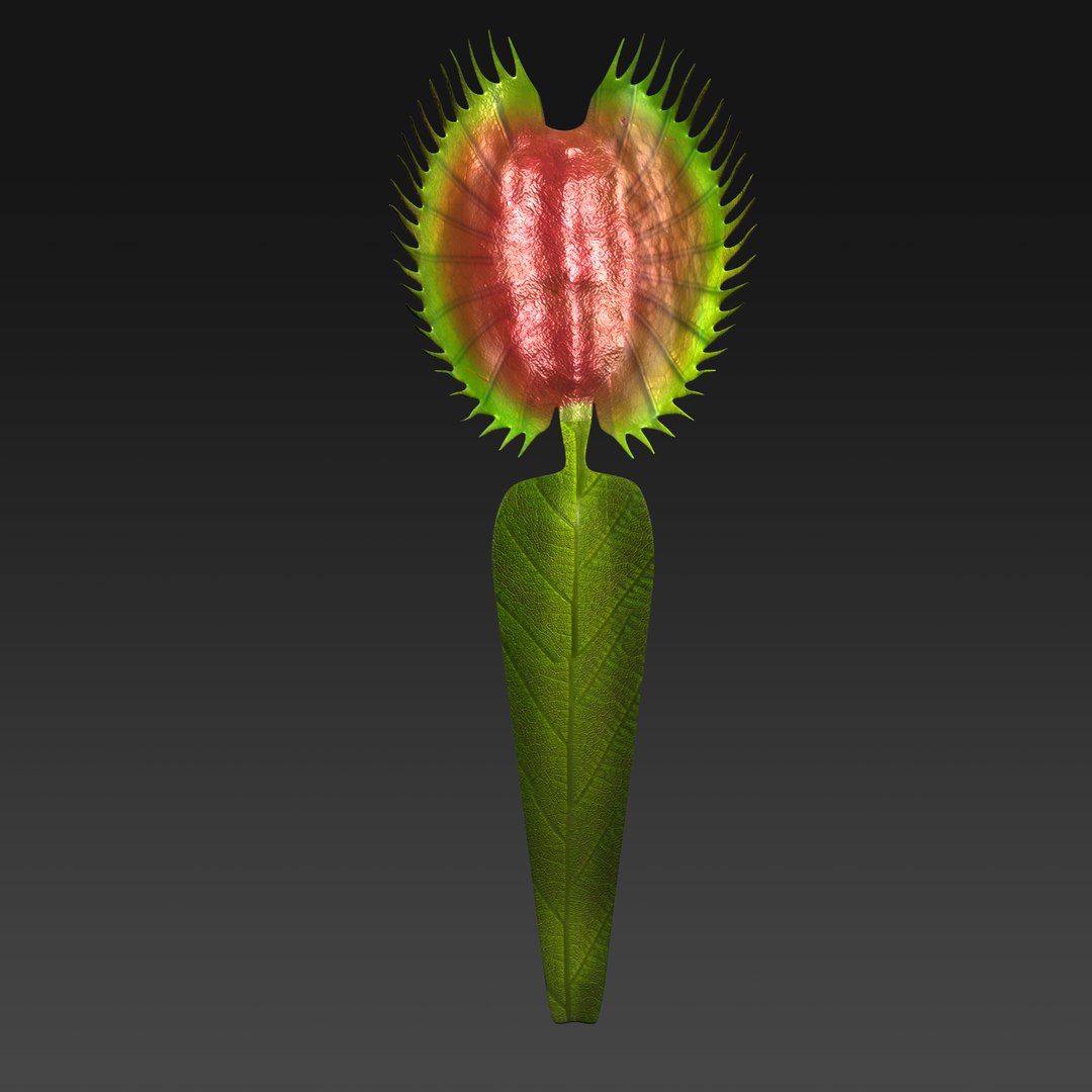 3d Model Venus Fly Trap
