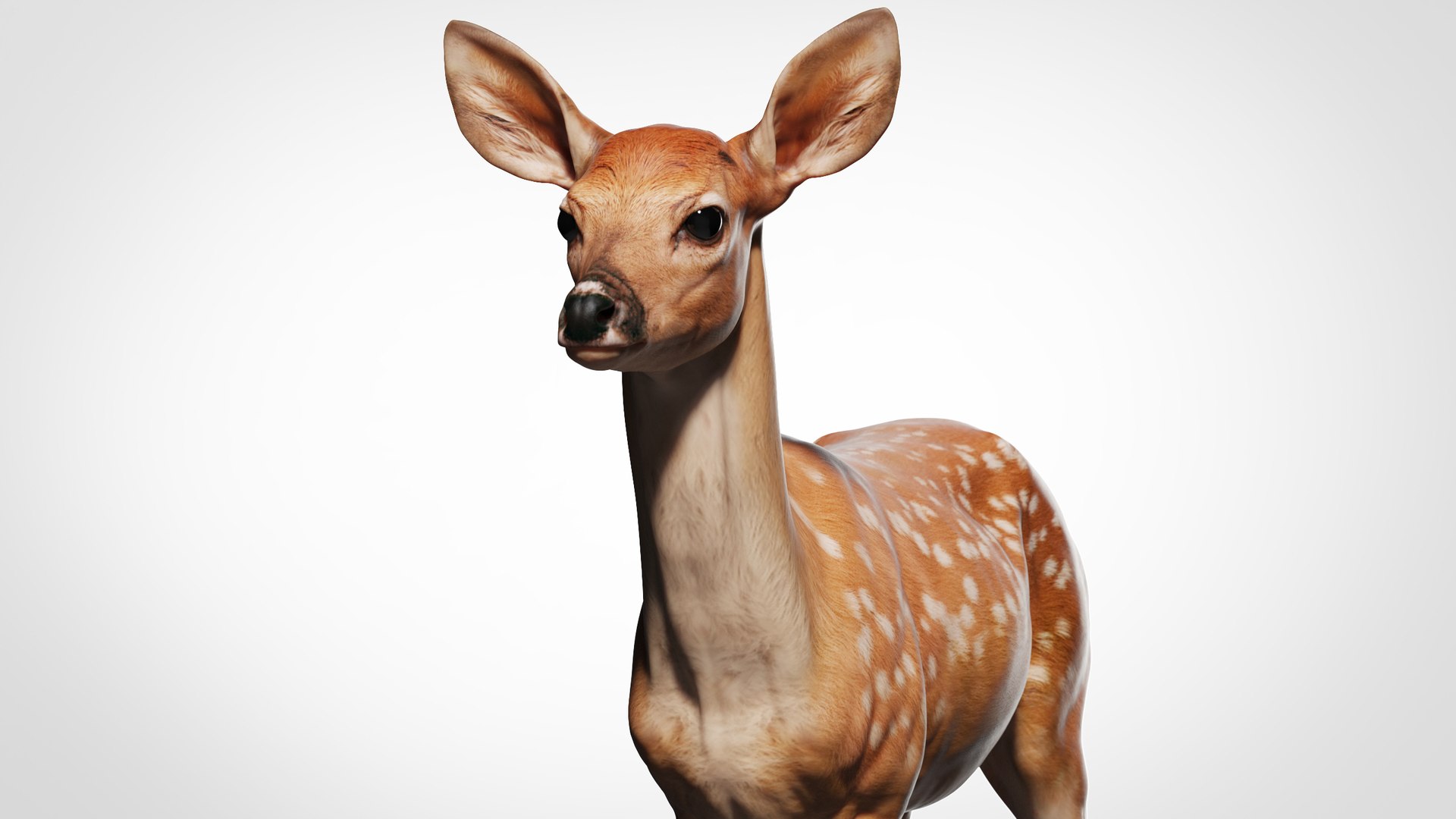 3D Deer - TurboSquid 1691052