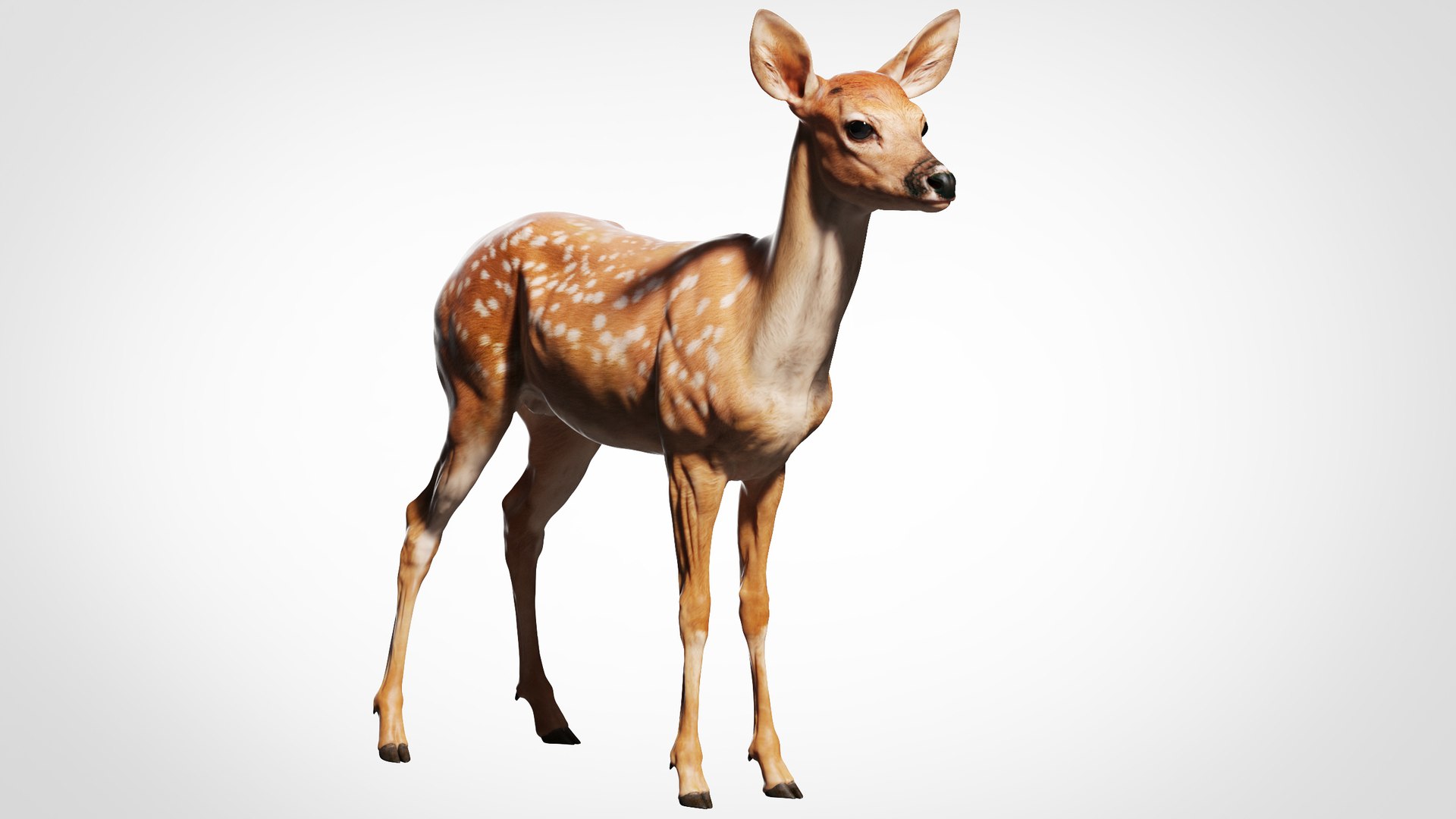 3D Deer - TurboSquid 1691052