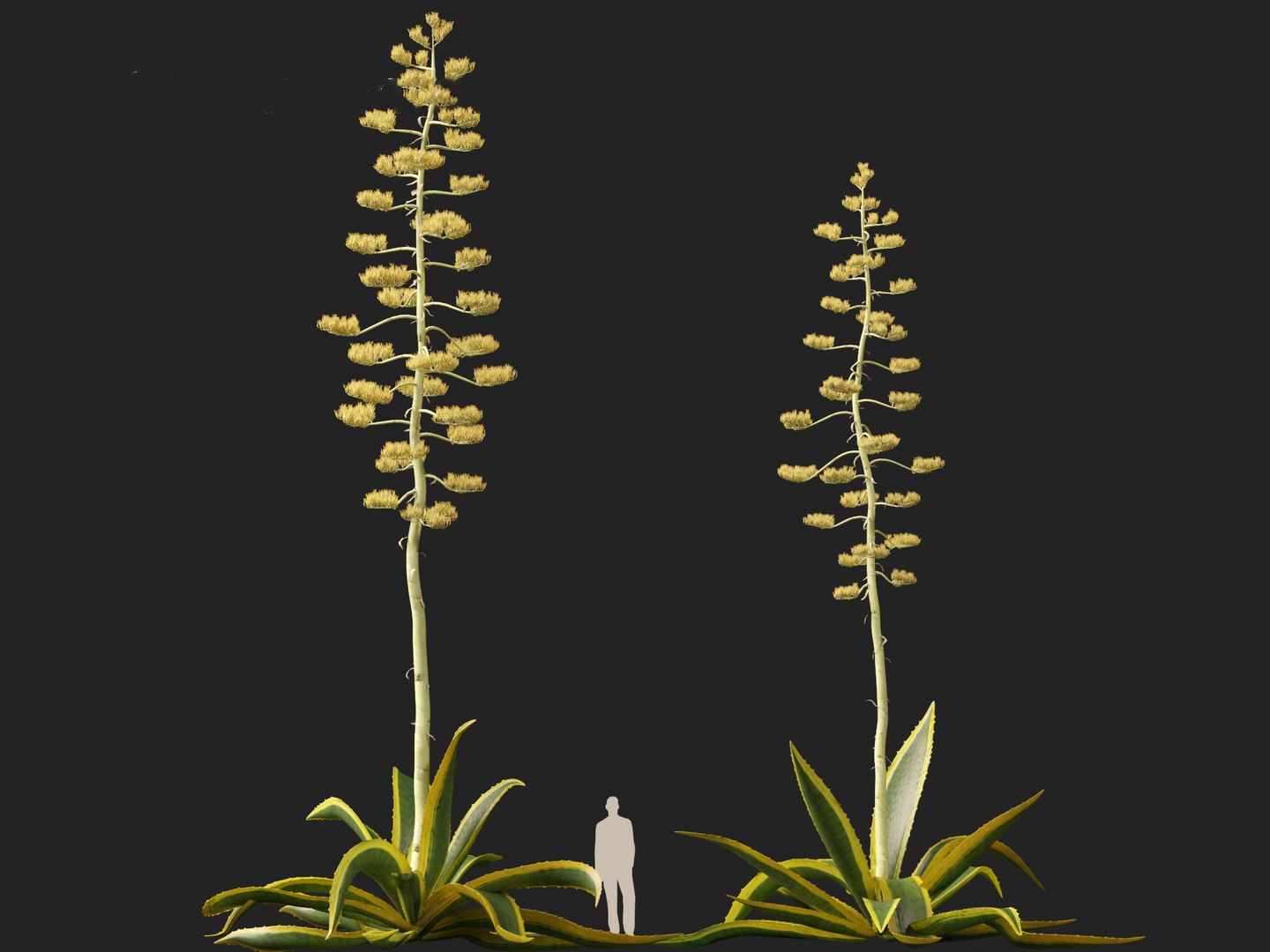 3D Model Agave Americana - The Century Plant - TurboSquid 2306158