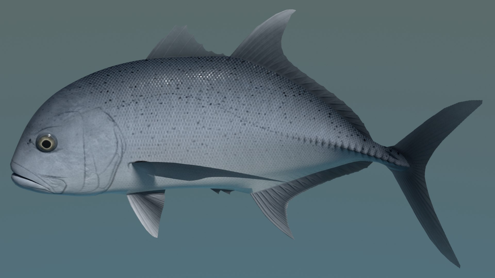 3d Model Of Giant Trevally