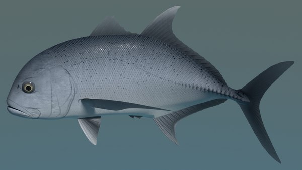 3d model of giant trevally