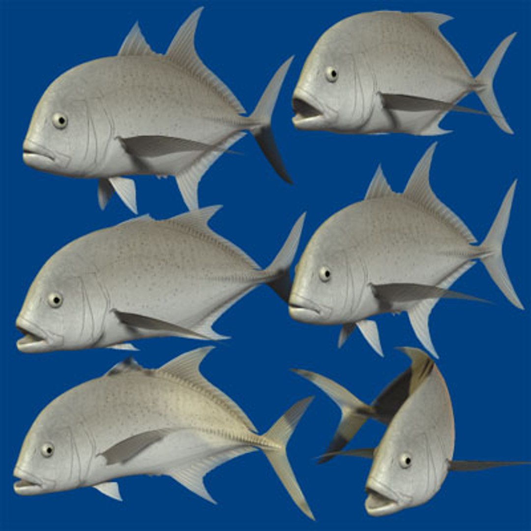 3d Model Of Giant Trevally