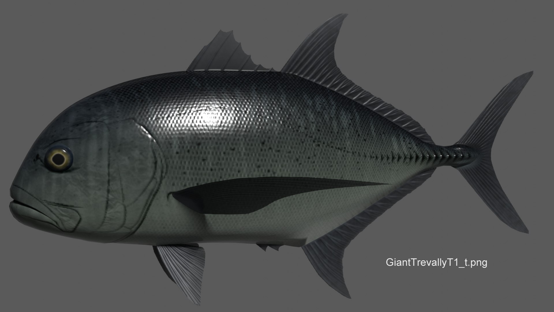 3d Model Of Giant Trevally