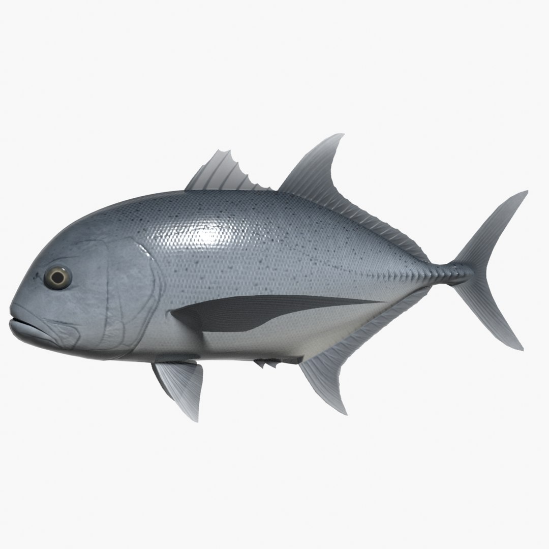 3d model of giant trevally