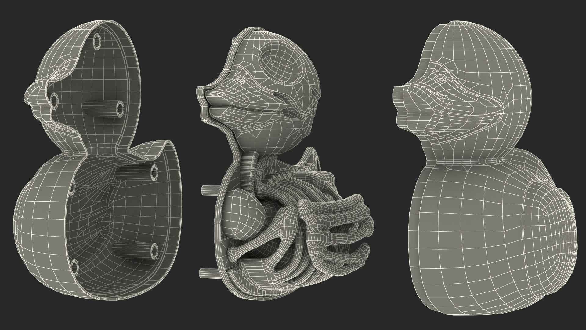 Bath Duck Anatomy Transparent Shell 3D - TurboSquid 1839939