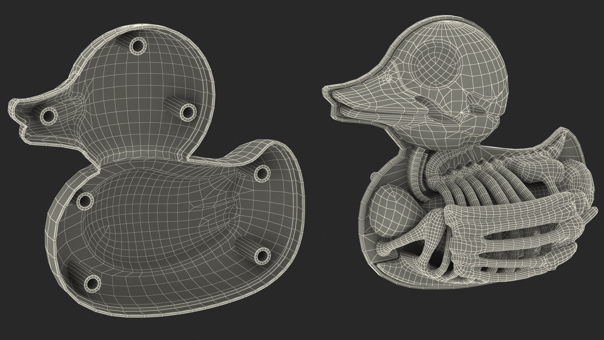 Bath Duck Anatomy Transparent Shell 3D - TurboSquid 1839939
