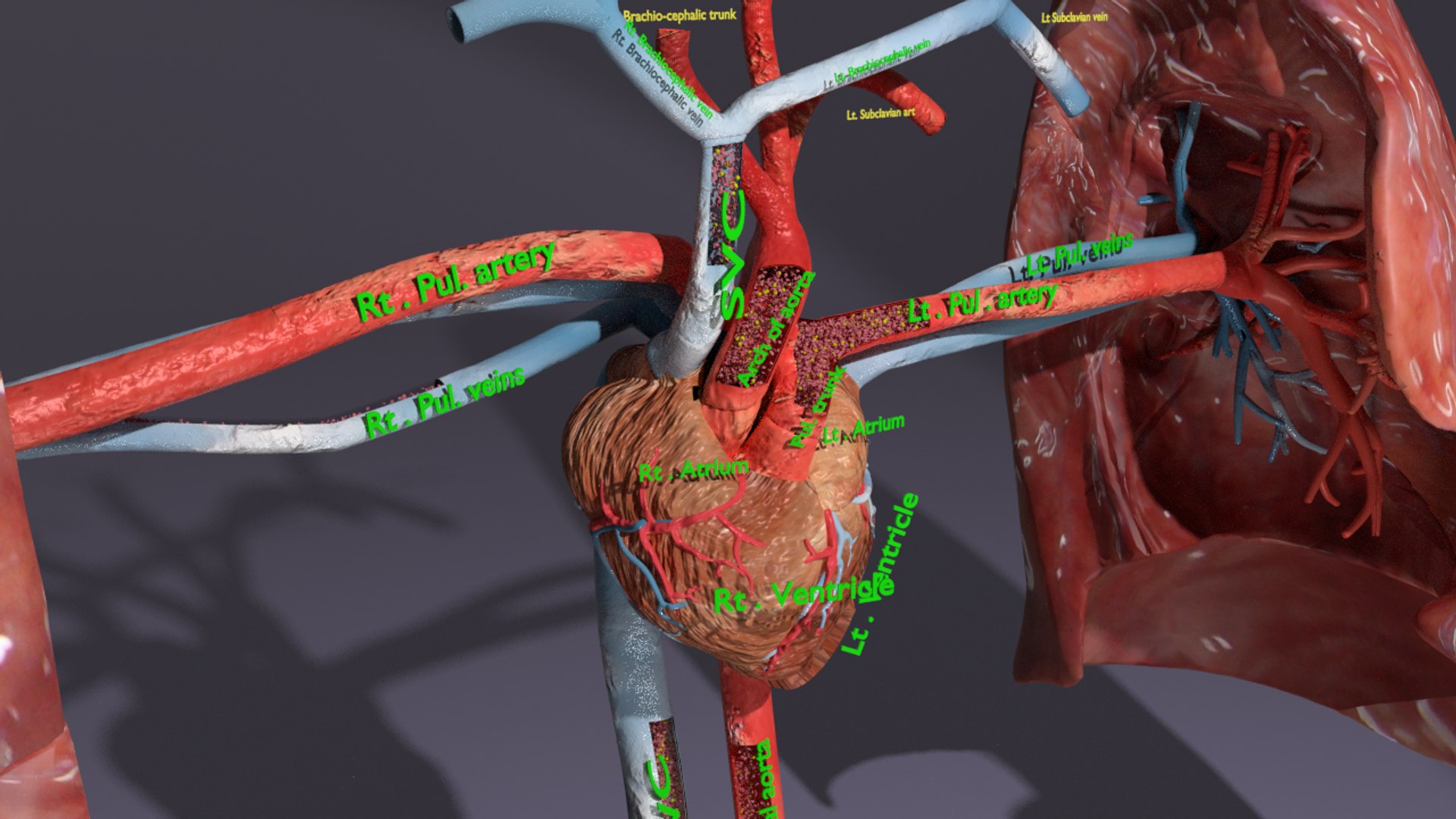 3D flow blood heart lung - TurboSquid 1348810